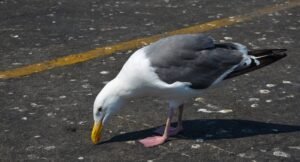 Utah State Bird: Pictures and Fun Facts I TheBirdPedia