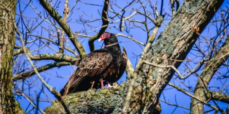 What Do Buzzards Eat? All You Need To Know I TheBirdPedia