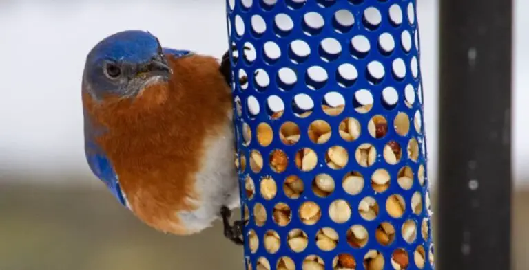 What Do Eastern Bluebirds Eat? All You Need To Know