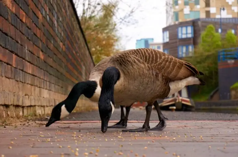What Do Geese Eat? All You Need To Know I TheBirdPedia