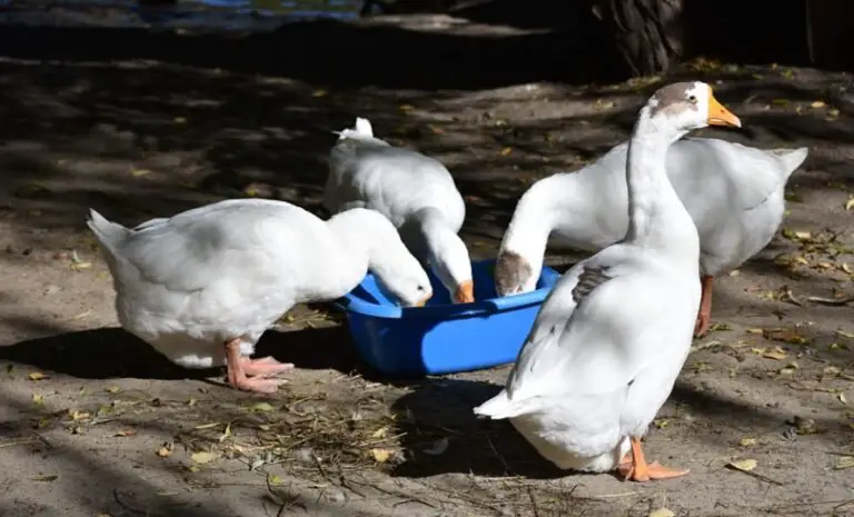 What Do Geese Eat? All You Need To Know I TheBirdPedia