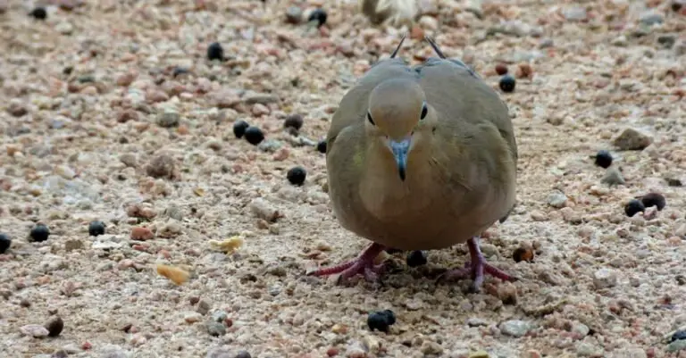 What Do Mourning Doves Eat? All You Need To Know