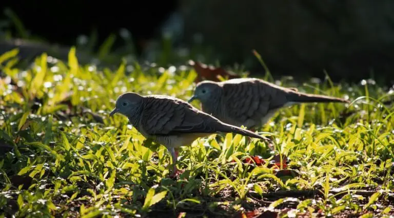 What Do Mourning Doves Eat? All You Need To Know