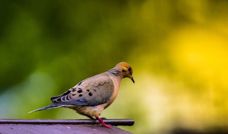 What Do Mourning Doves Eat? All You Need To Know
