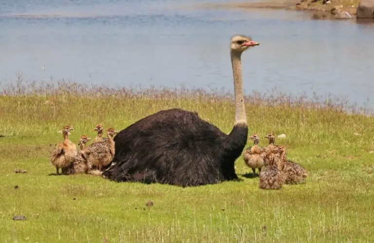 What Do Ostriches Eat? All You Need To Know I TheBirdPedia