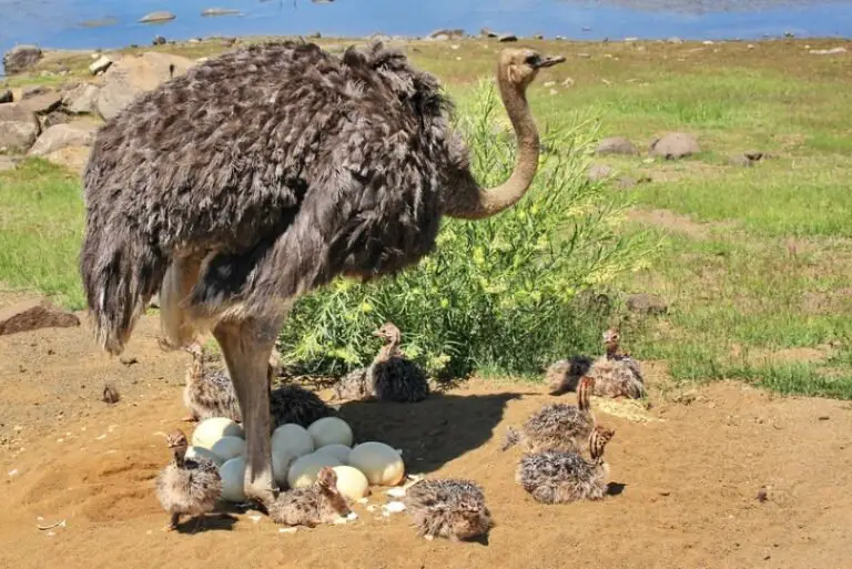 What Do Ostriches Eat? All You Need To Know I TheBirdPedia