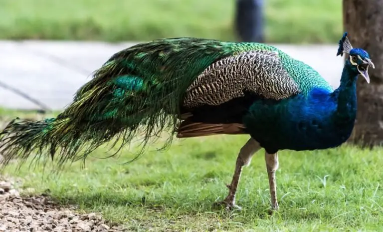 What Do Peacocks Eat? All You Need To Know I TheBirdPedia