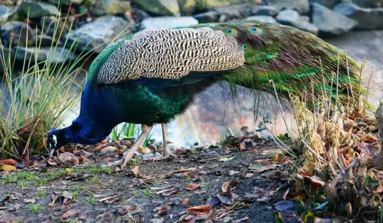 What Do Peacocks Eat? All You Need To Know I TheBirdPedia
