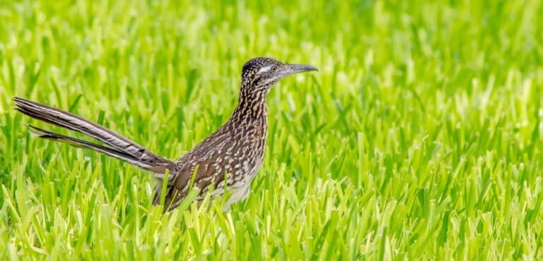 What Do Roadrunners Eat? All You Need To Know I TheBirdPedia