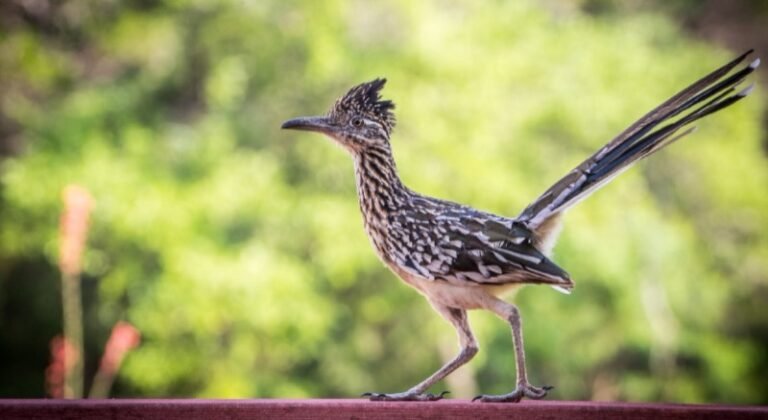 What Do Roadrunners Eat? All You Need To Know I TheBirdPedia