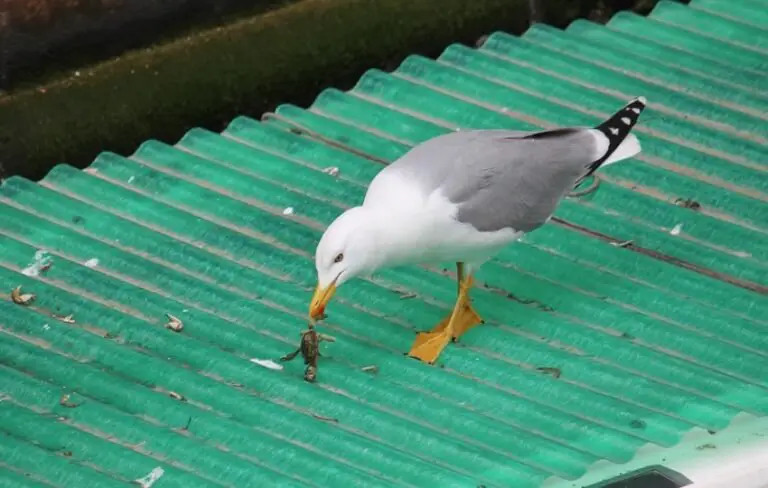 What Do Seagulls Eat? All You Need To Know I TheBirdPedia