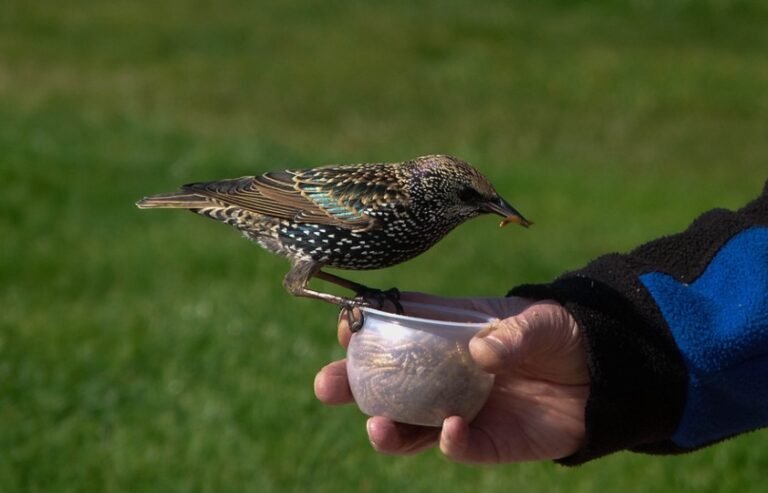 What Do Starlings Eat? All You Need To Know I TheBirdPedia