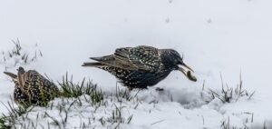 What Do Starlings Eat? All You Need To Know I TheBirdPedia