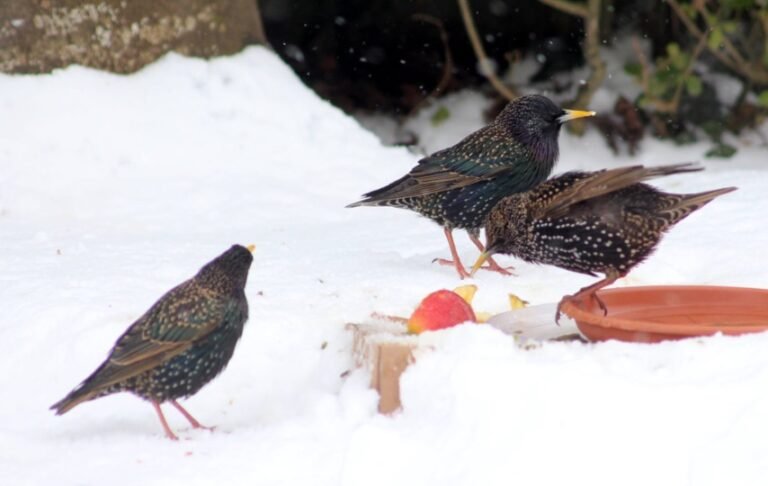 What Do Starlings Eat? All You Need To Know I TheBirdPedia