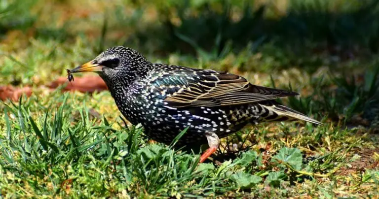 What Do Starlings Eat? All You Need To Know I TheBirdPedia