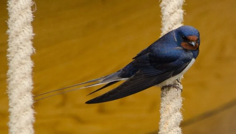 What Do Swallows Eat? All You Need To Know I TheBirdPedia
