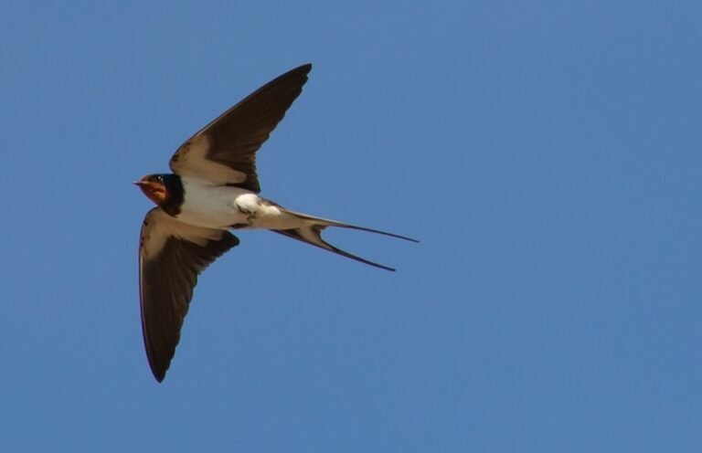 What Do Swallows Eat? All You Need To Know I TheBirdPedia