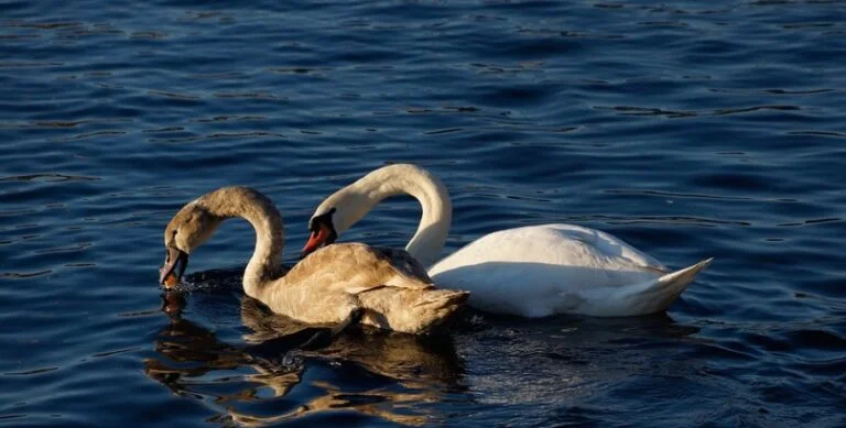 What Do Swans Eat? All You Need To Know I TheBirdPedia
