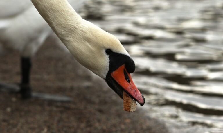 What Do Swans Eat? All You Need To Know I TheBirdPedia