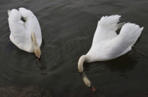 What Do Swans Eat? All You Need To Know I TheBirdPedia