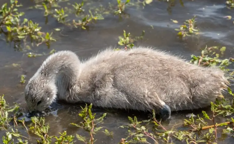 What Do Swans Eat? All You Need To Know I TheBirdPedia