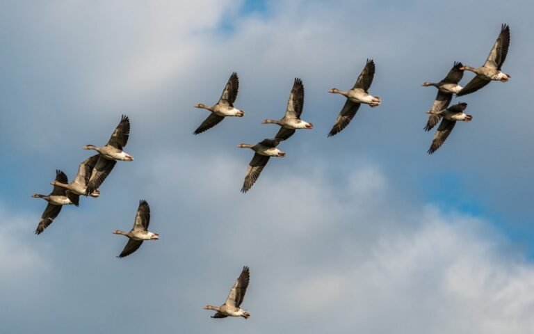 What is a Group of Geese Called? All You Need To Know