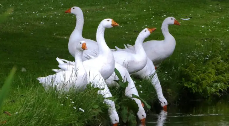 What is a Group of Geese Called? All You Need To Know