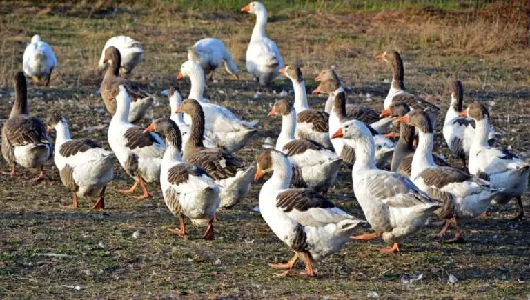 What is a Group of Geese Called? All You Need To Know