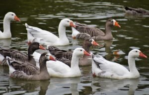 What is a Group of Geese Called? All You Need To Know