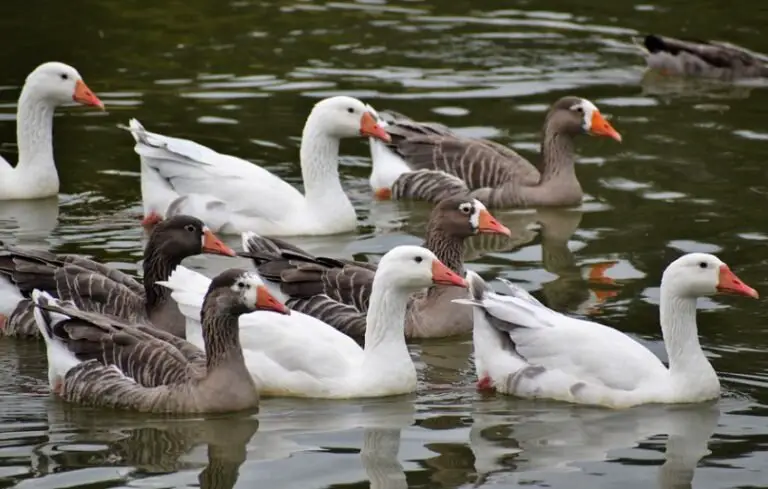What is a Group of Geese Called? All You Need To Know