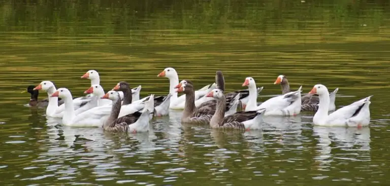 What is a Group of Geese Called? All You Need To Know