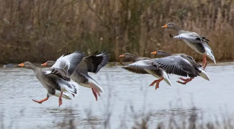 What is a Group of Geese Called? All You Need To Know