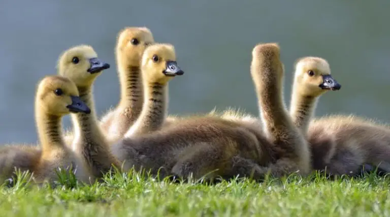 What is a Group of Geese Called? All You Need To Know