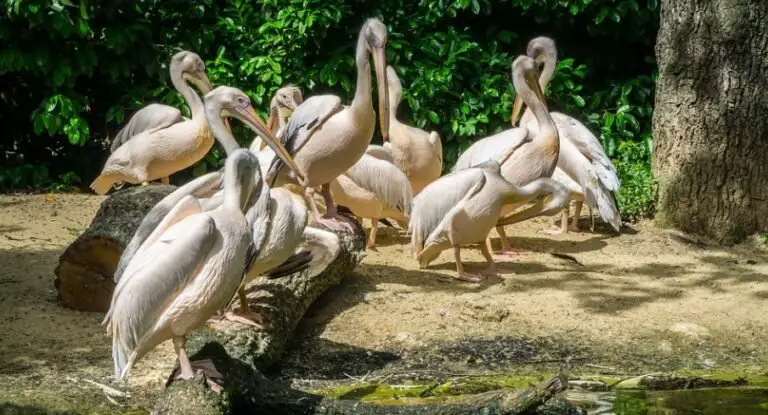 What is a Group of Pelicans Called? All You Need To Know