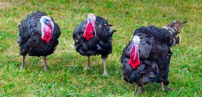 What is a Group of Turkeys Called? All You Need To Know