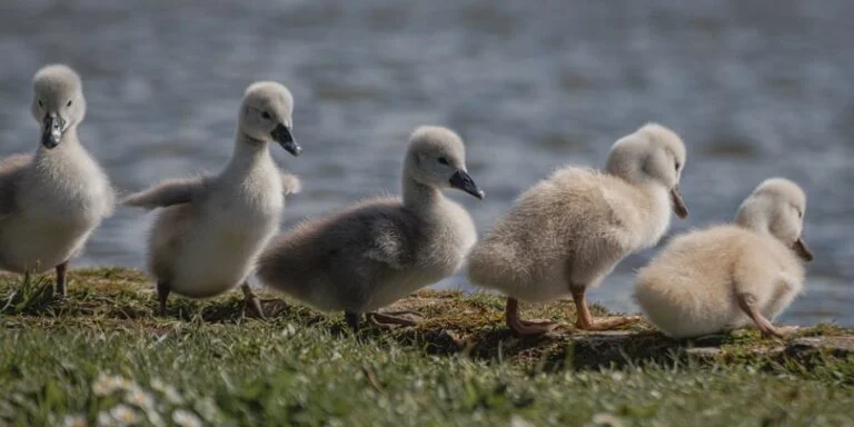Baby Swans: Description, Pictures, Fun Facts I TheBirdPedia