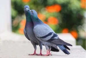 What Is A Group Of Pigeons Called? I TheBirdPedia