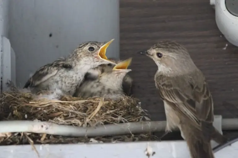 Baby Birding Food: A Complete Guide I TheBirdPedia
