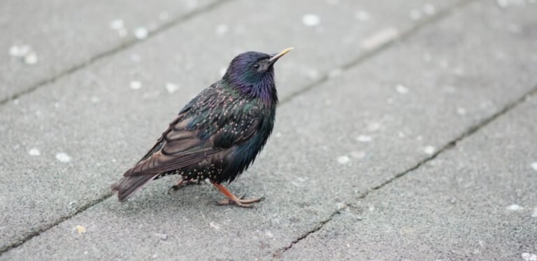 Baby Starlings: Description, Pictures, & Fun Facts