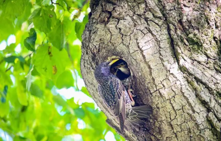 Baby Starlings: Description, Pictures, & Fun Facts