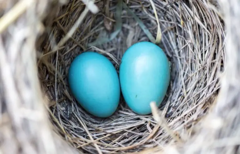 Baby Starlings: Description, Pictures, & Fun Facts