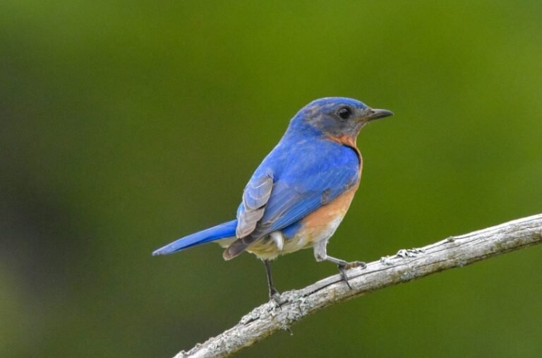 Bluebird Symbolism: Spiritual Meaning, Totem, Spirit, Omens