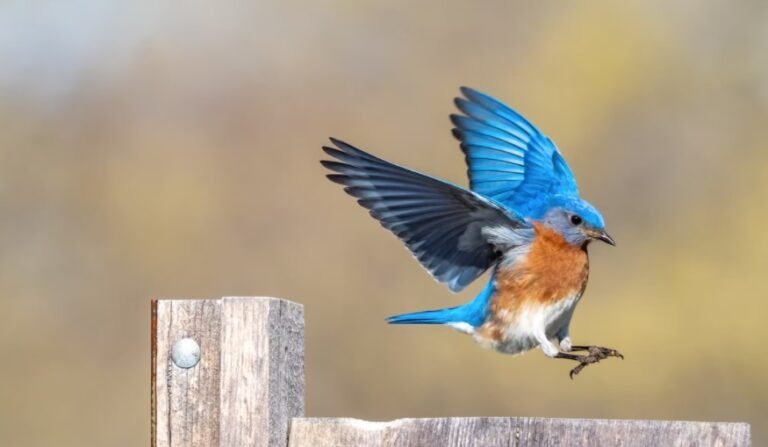 Bluebird Symbolism: Spiritual Meaning, Totem, Spirit, Omens
