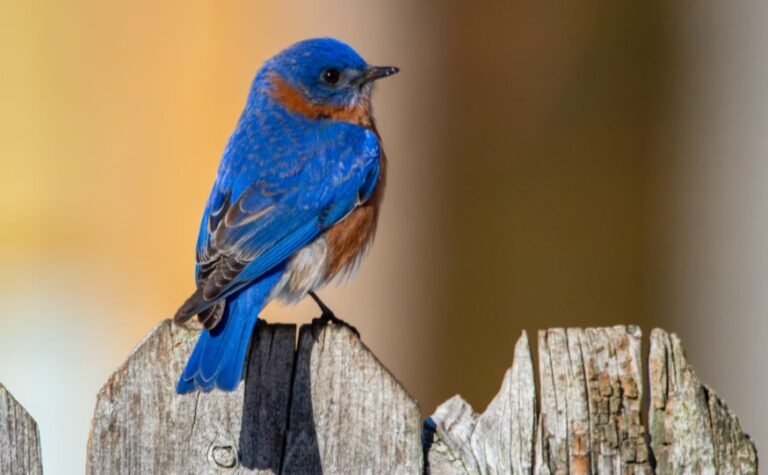 Bluebird Symbolism: Spiritual Meaning, Totem, Spirit, Omens