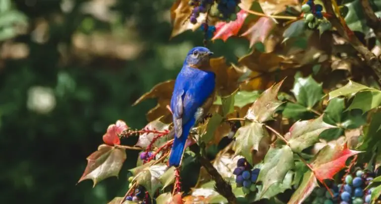Bluebird Symbolism: Spiritual Meaning, Totem, Spirit, Omens