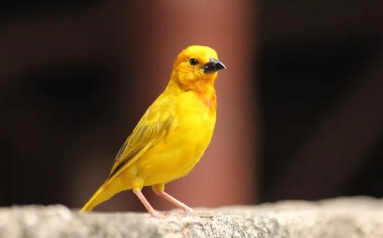 Canary Symbolism: Spiritual Meaning, Totem, Spirit, & Omens