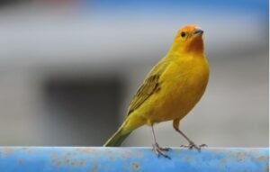 Canary Symbolism: Spiritual Meaning, Totem, Spirit, & Omens