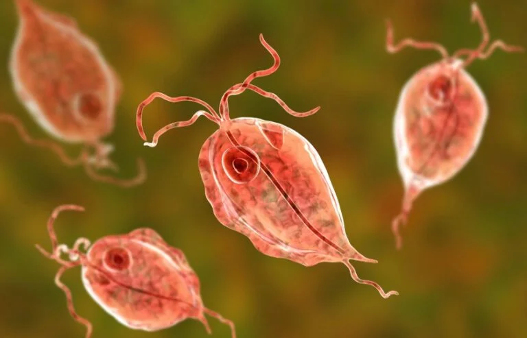 Canker in Pigeons: Symptoms and Treatment I TheBirdPedia