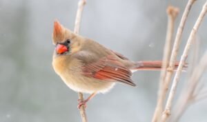 Cardinal Symbolism: Spiritual Meaning, Totem, Spirit, & Omens