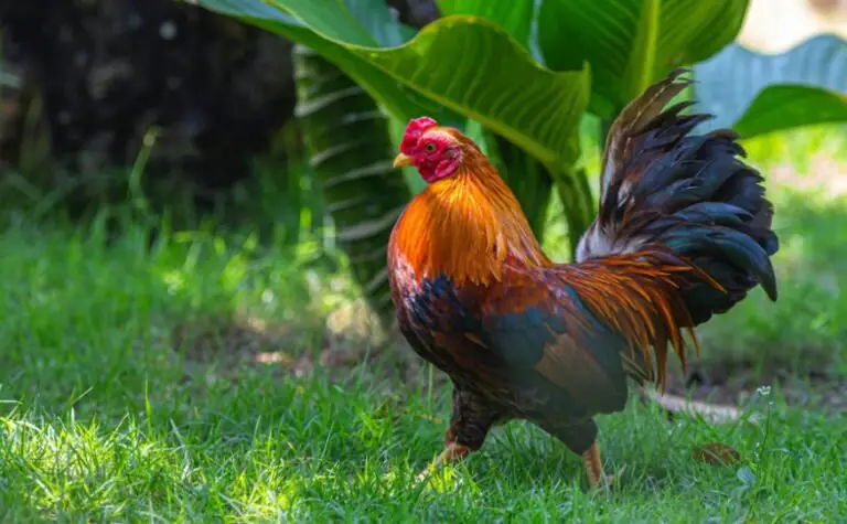Chicken Symbolism: Spiritual Meaning, Totem, Spirit, & Omens
